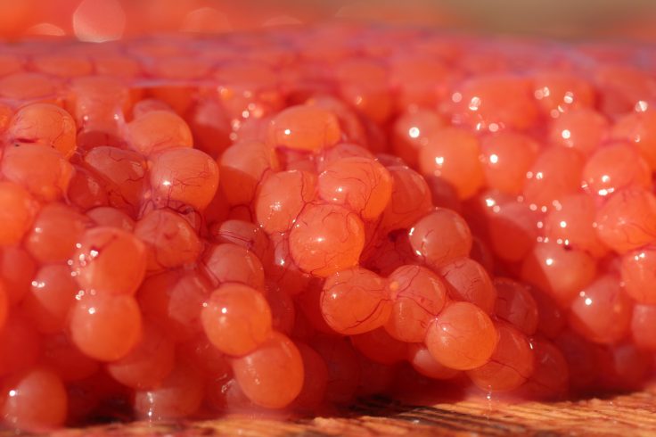 Egg Cures: Step 1-Proper Handling | Alaska King Salmon