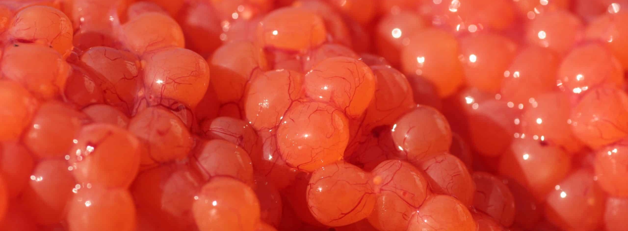 Egg Cures: Step 1-Proper Handling | Alaska King Salmon